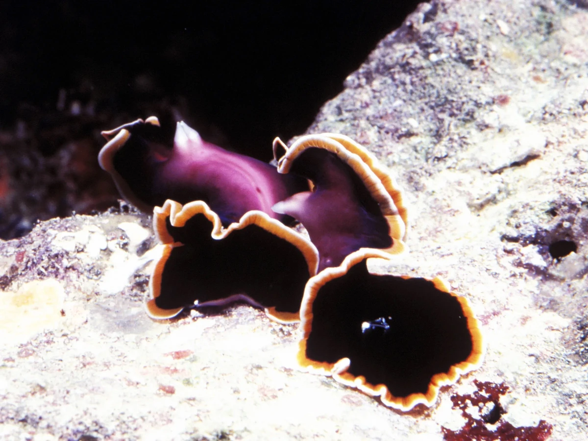 Flatworm | The Most Extreme Wiki | Fandom