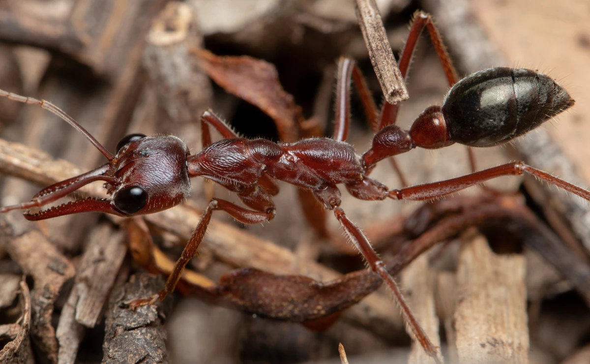 Bulldog Ant | The Most Extreme Wiki | Fandom
