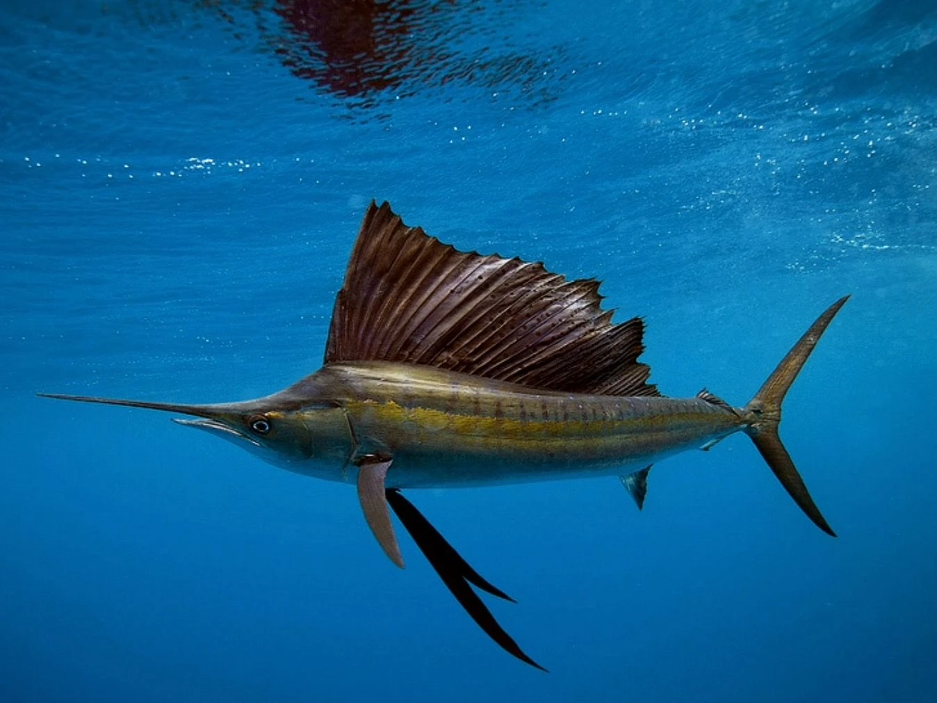Sailfish | The Most Extreme Wiki | Fandom