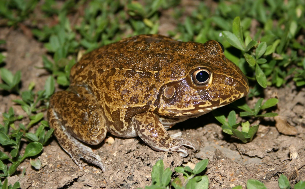 Burrowing Frog | The Most Extreme Wiki | Fandom