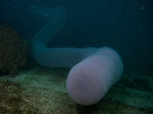 Pyrosome | The Most Extreme Wiki | Fandom