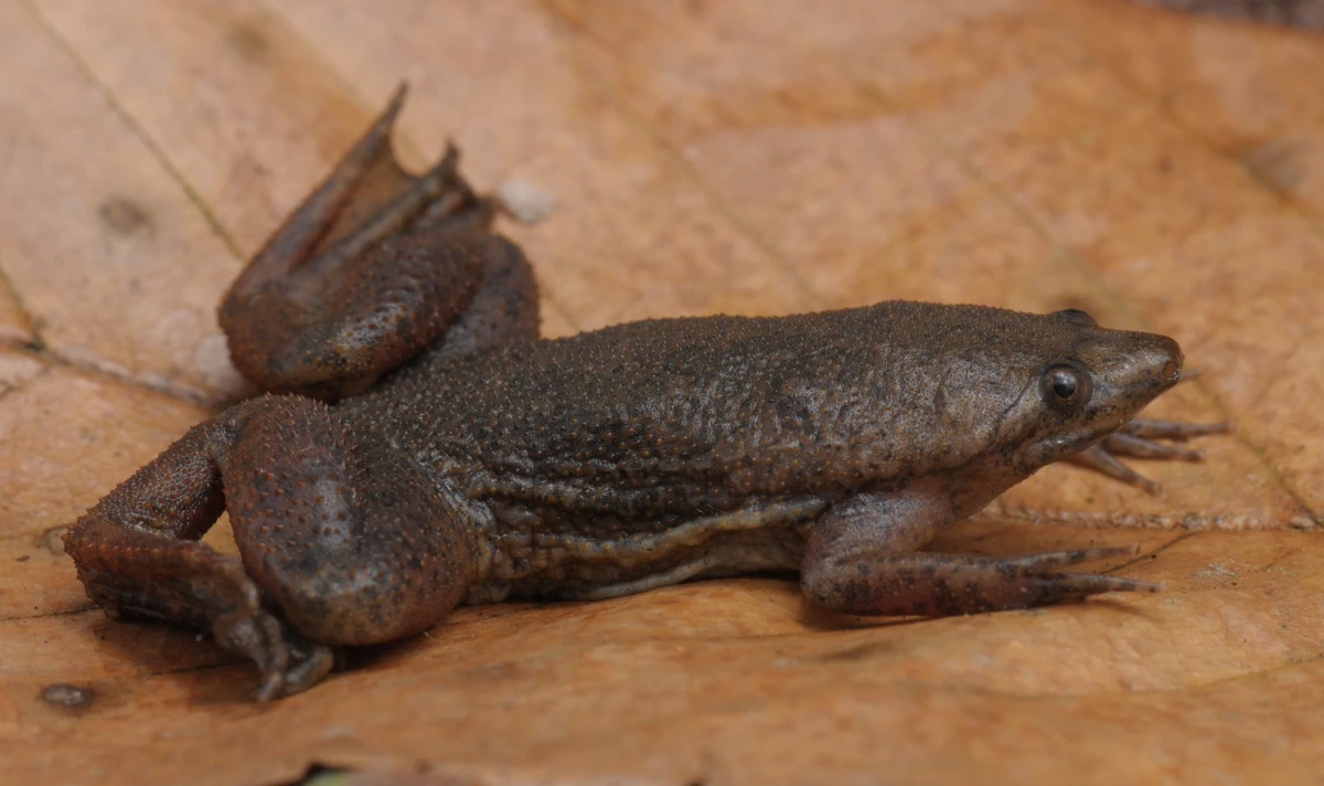 Surinam Toad | The Most Extreme Wiki | Fandom