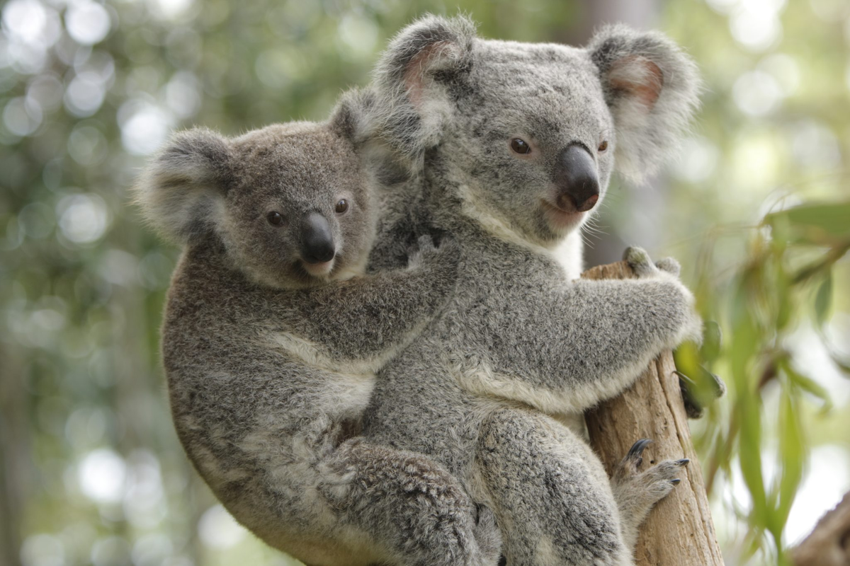 Koala | The Most Extreme Wiki | Fandom