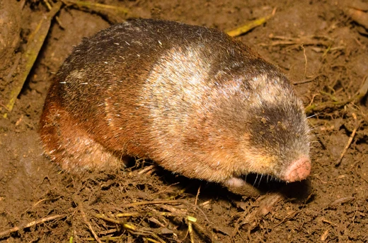 Golden Mole | The Most Extreme Wiki | Fandom