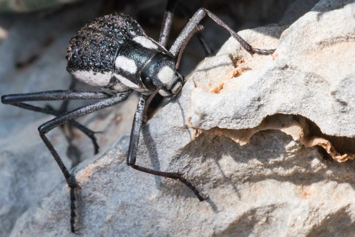Darkling Beetle | The Most Extreme Wiki | Fandom