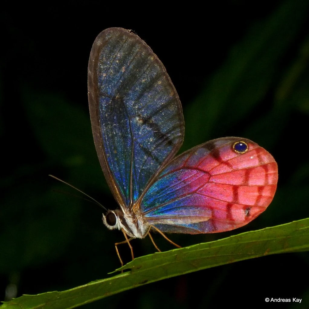 Nymphalid | The Most Extreme Wiki | Fandom