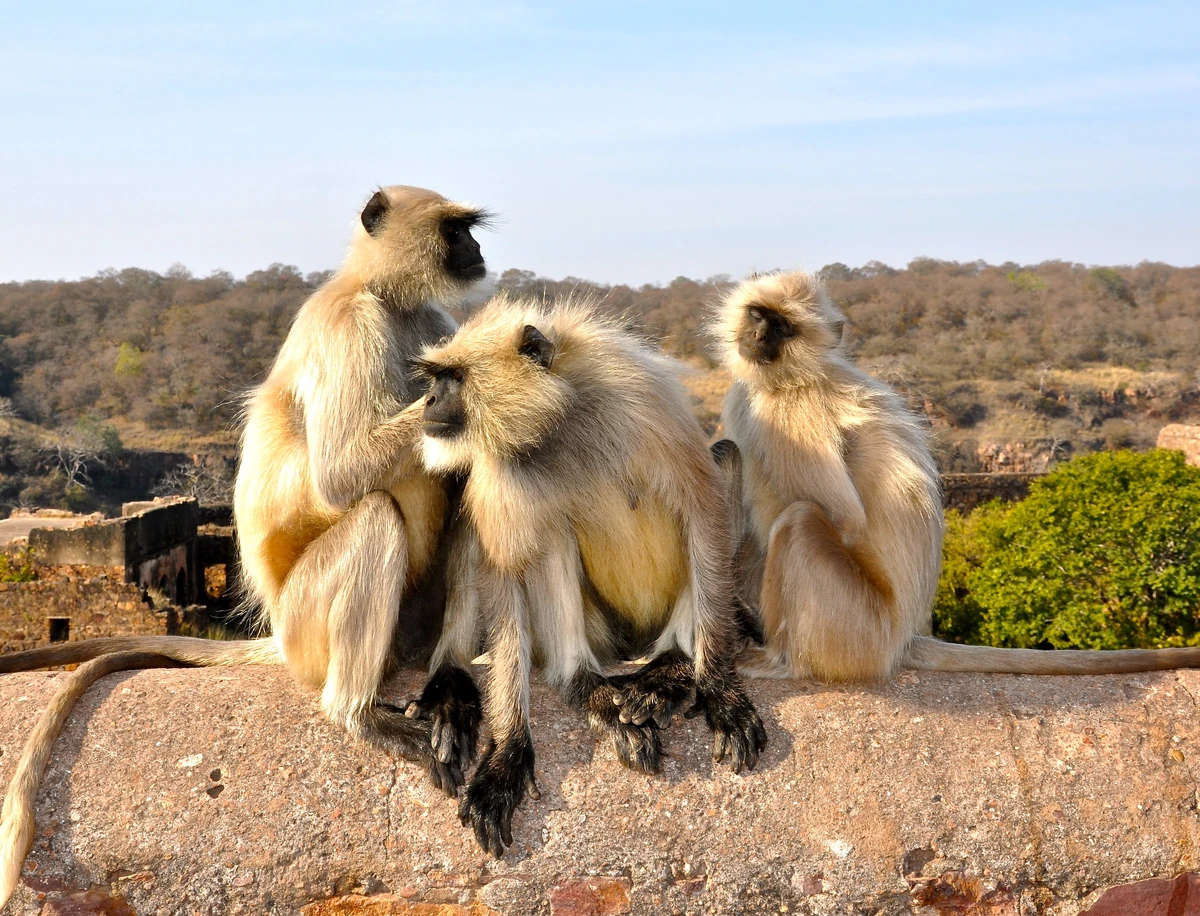 Langur Monkey | The Most Extreme Wiki | Fandom