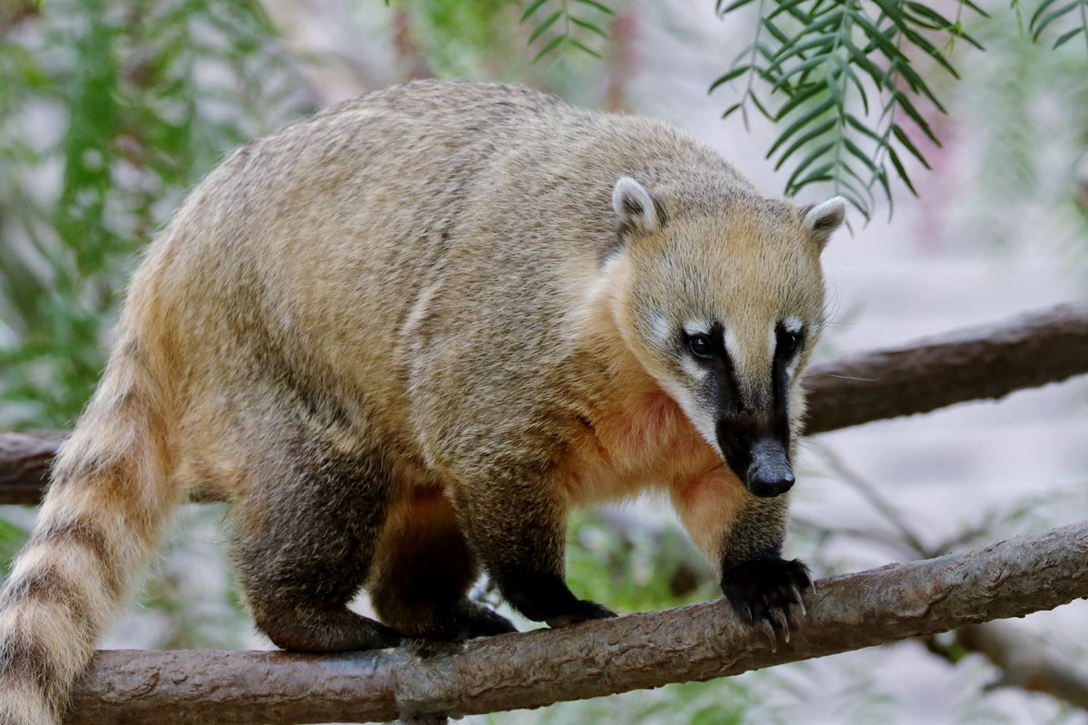 Coati | The Most Extreme Wiki | Fandom