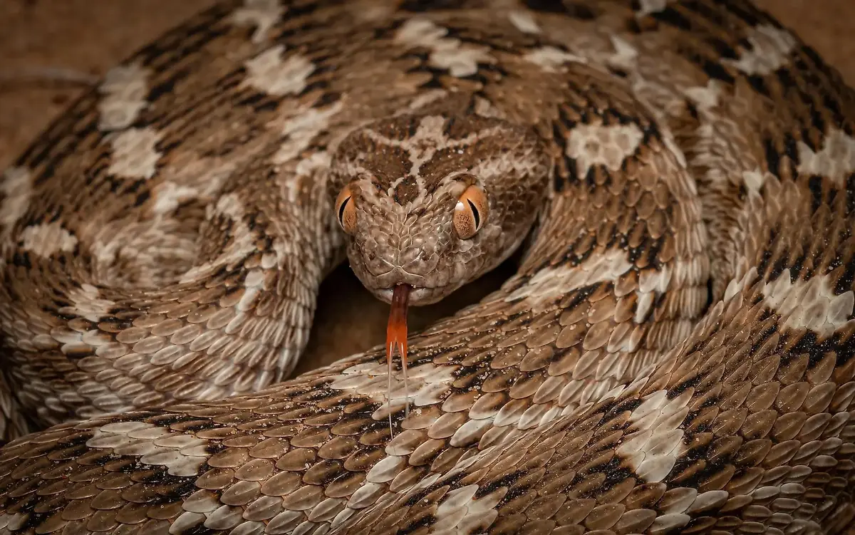 Saw-Scaled Viper | The Most Extreme Wiki | Fandom