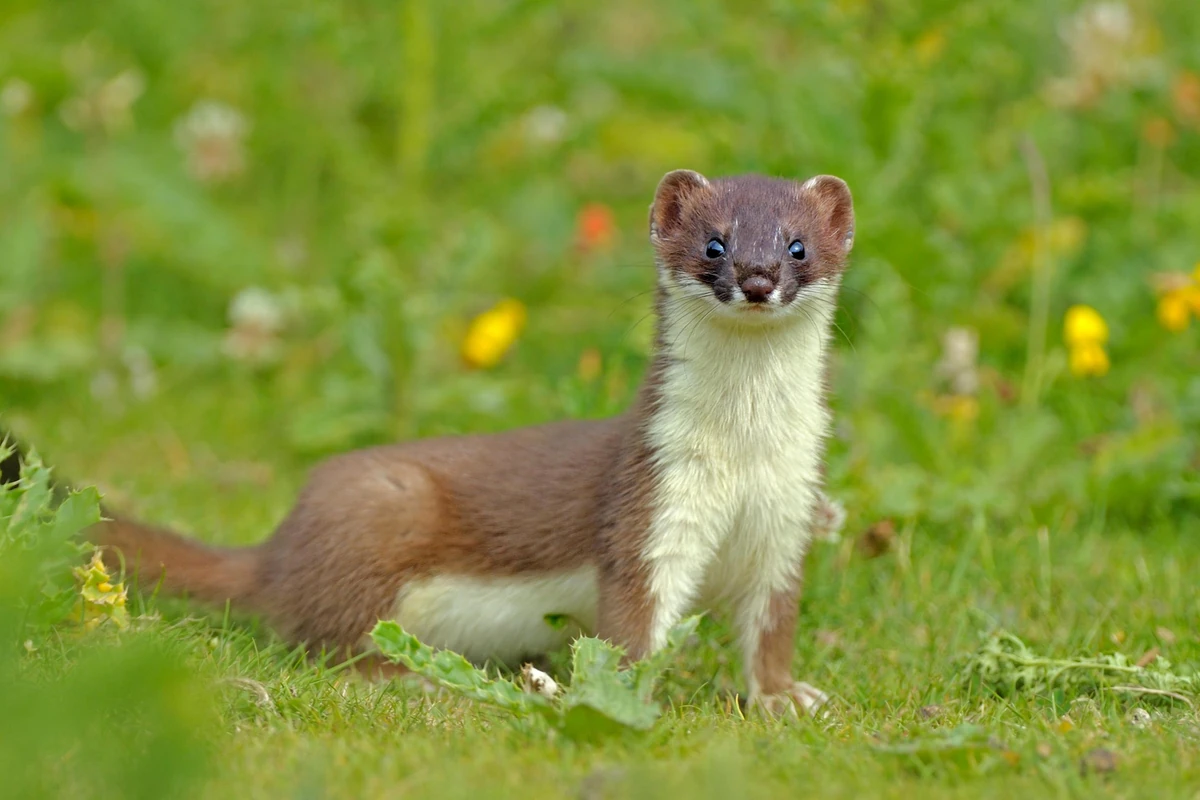 Weasel | The Most Extreme Wiki | Fandom