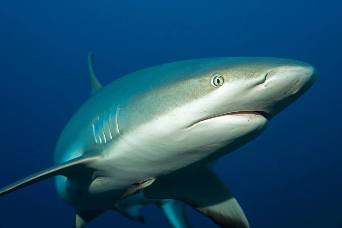 Silky Shark | The Most Extreme Wiki | Fandom
