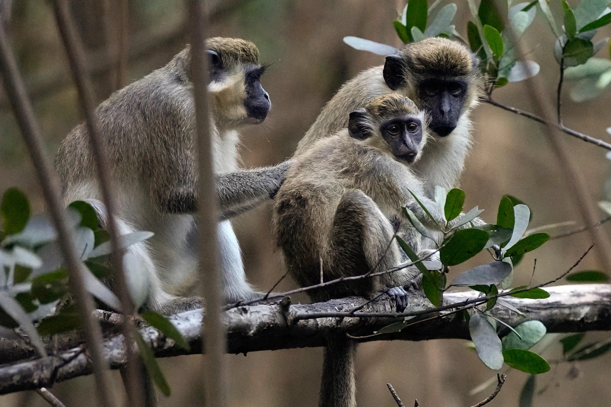 Vervet Monkey | The Most Extreme Wiki | Fandom