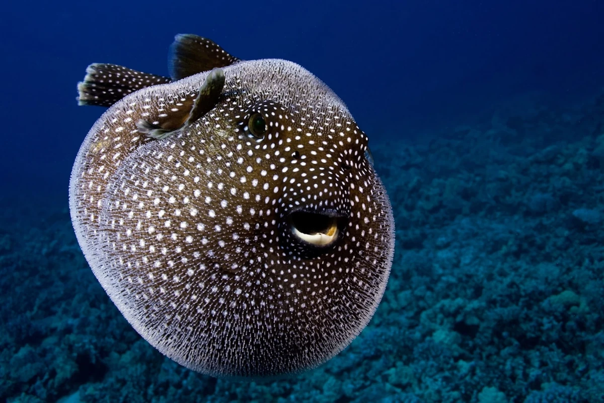 Pufferfish | The Most Extreme Wiki | Fandom