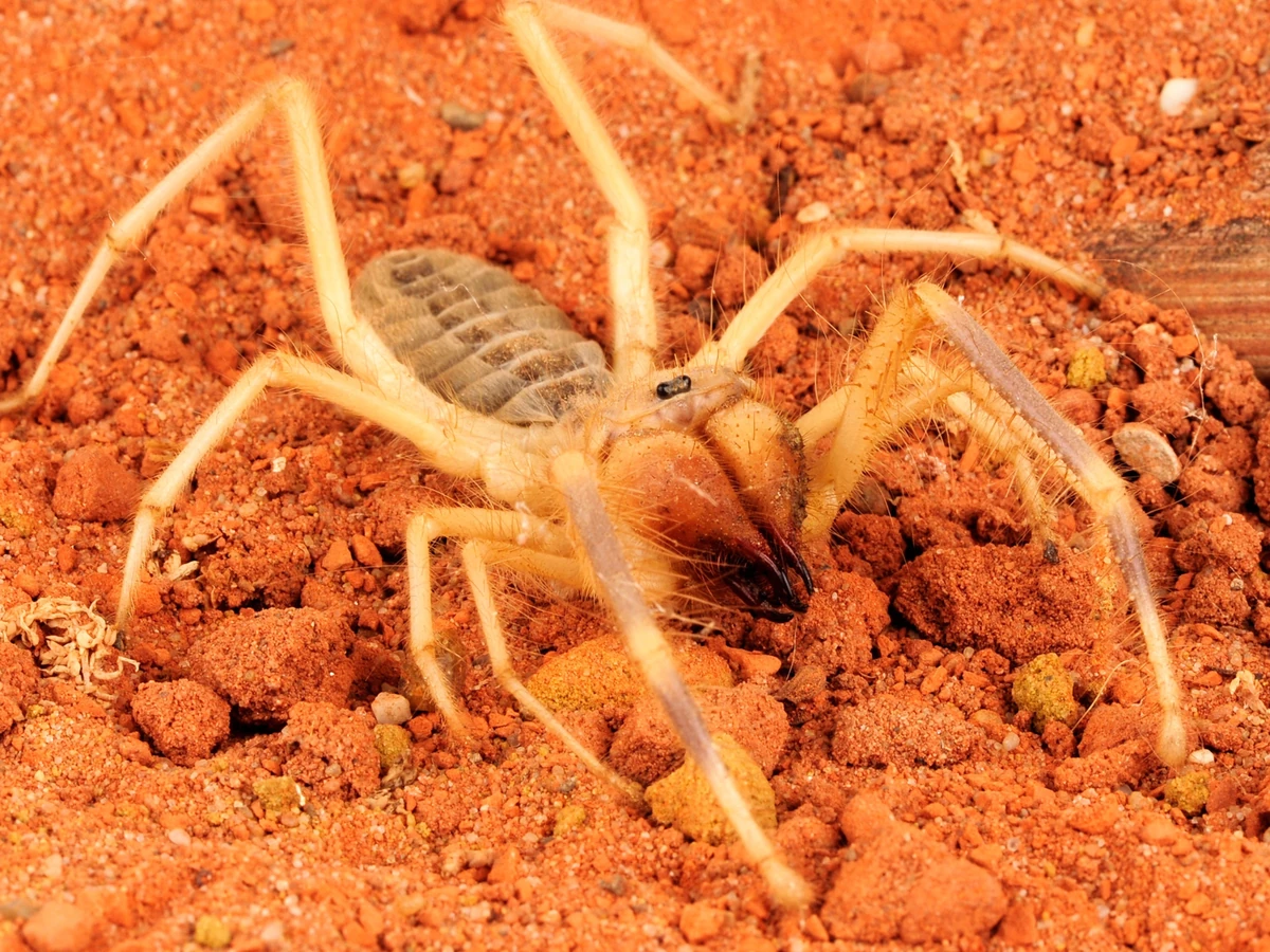 Solifugae | The Most Extreme Wiki | Fandom