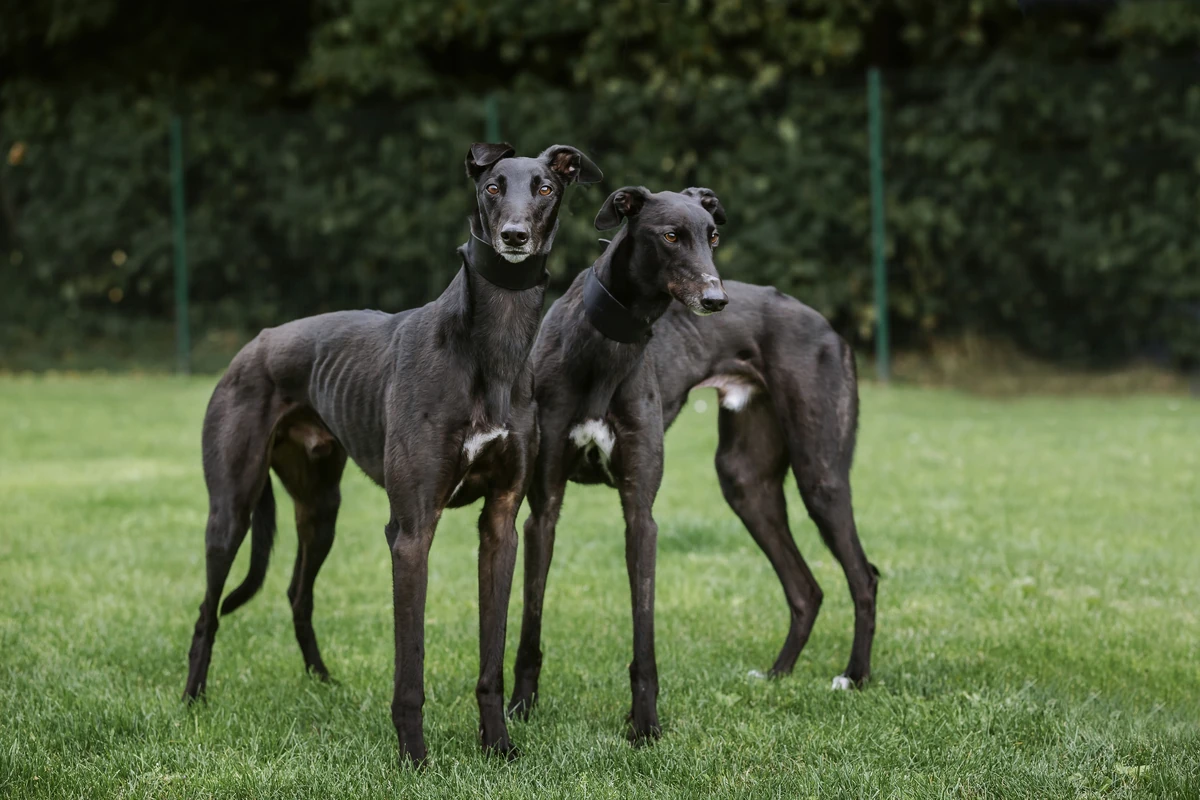 Greyhound | The Most Extreme Wiki | Fandom