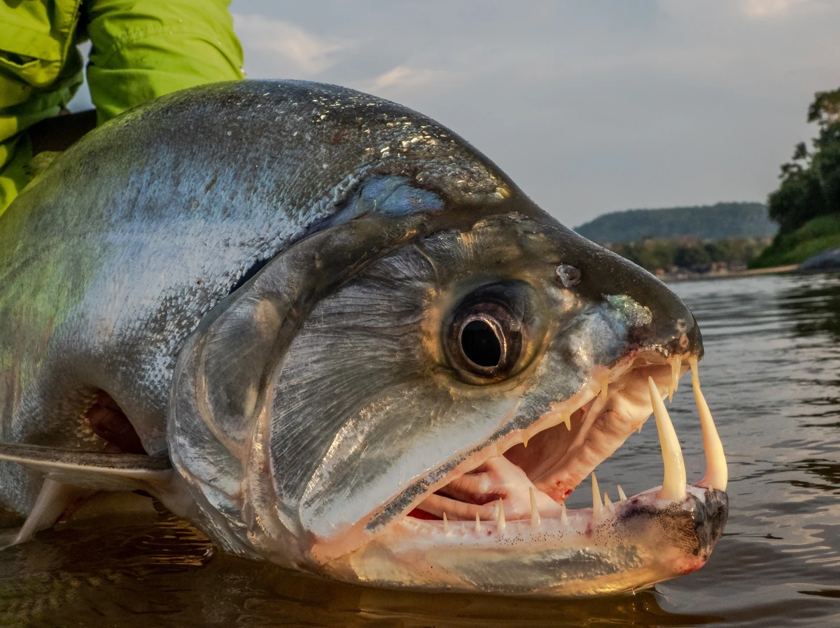 Payara | The Most Extreme Wiki | Fandom