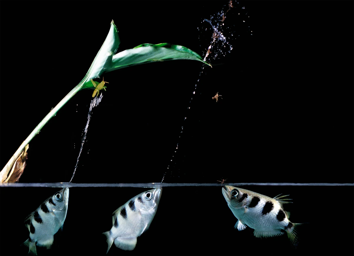 Archerfish | The Most Extreme Wiki | Fandom