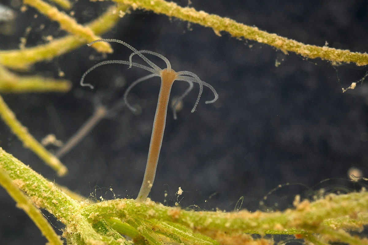 Hydra | The Most Extreme Wiki | Fandom