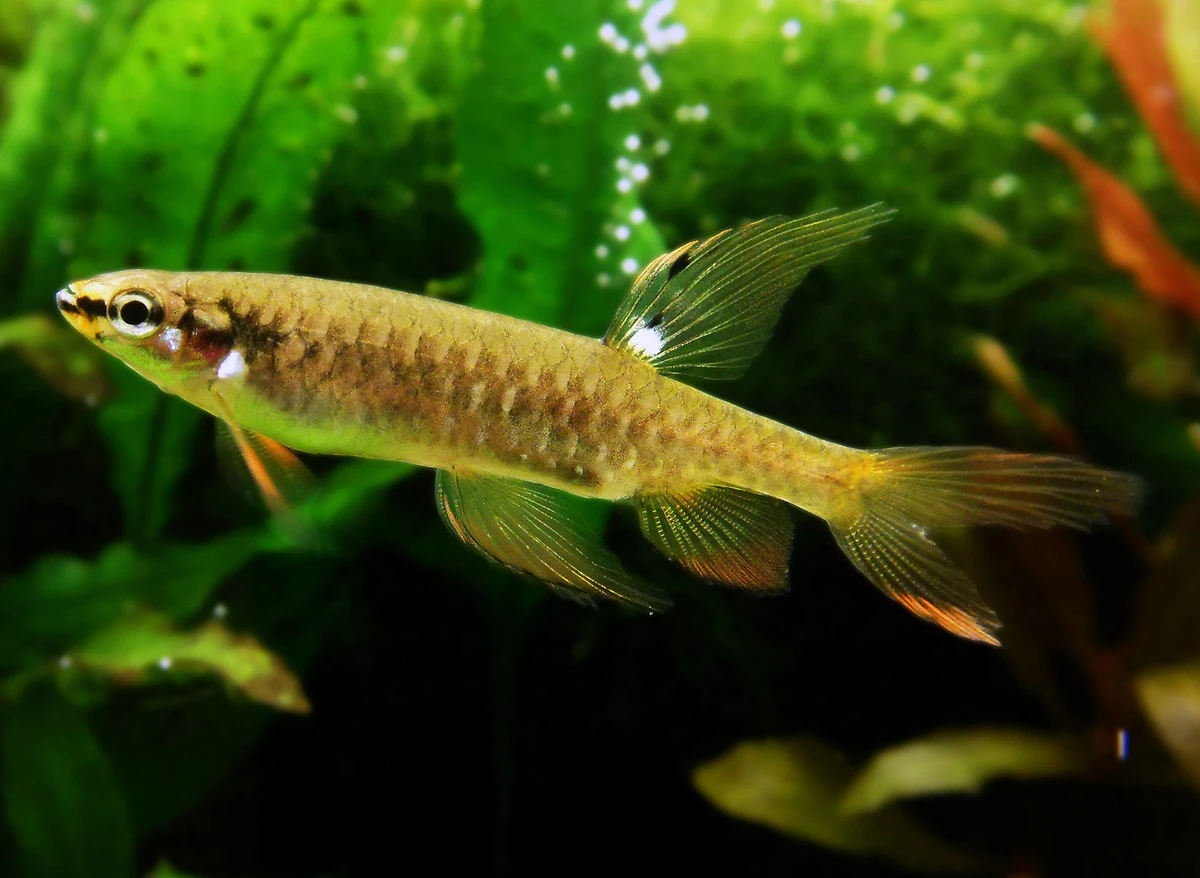 Spraying Characin | The Most Extreme Wiki | Fandom