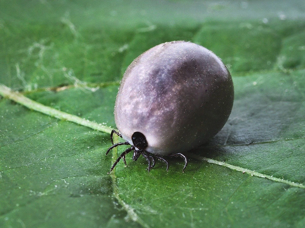 Tick | The Most Extreme Wiki | Fandom