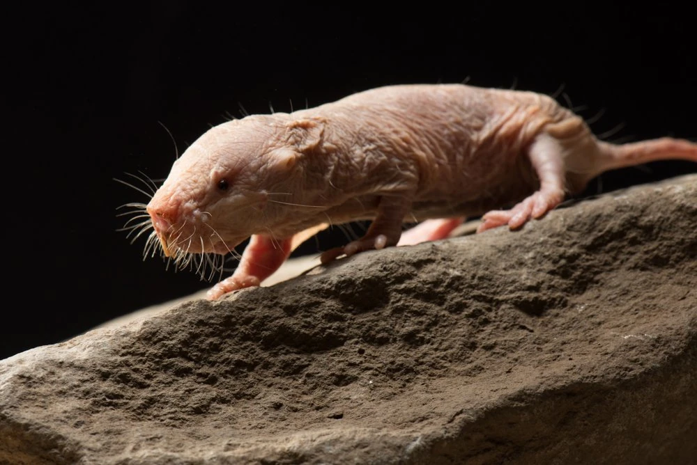 Naked Mole Rat | The Most Extreme Wiki | Fandom
