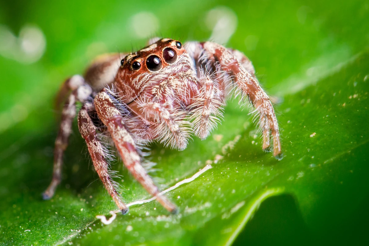 Jumping Spider | The Most Extreme Wiki | Fandom