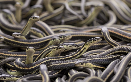 world's largest snake gathering