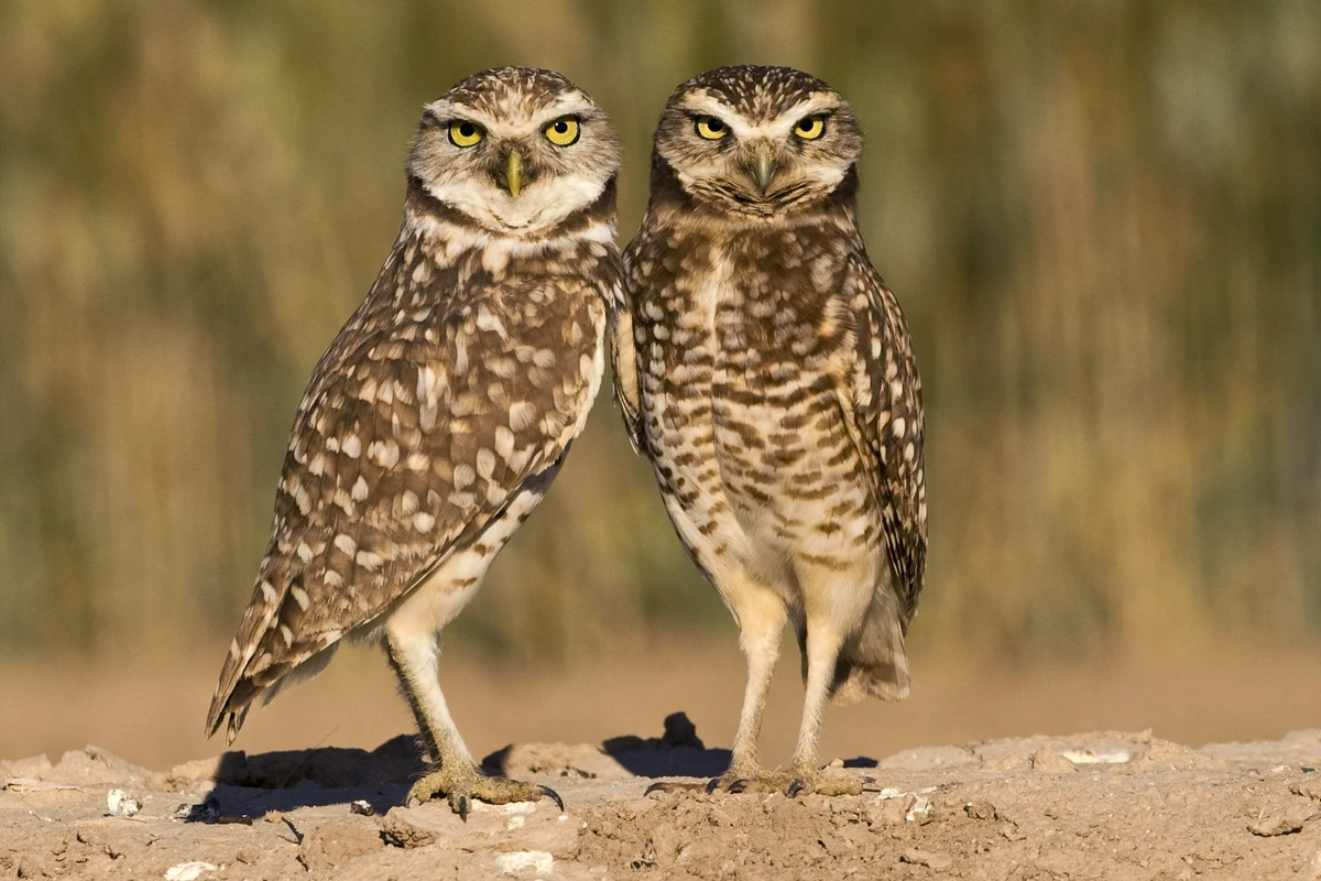 Burrowing Owl | The Most Extreme Wiki | Fandom