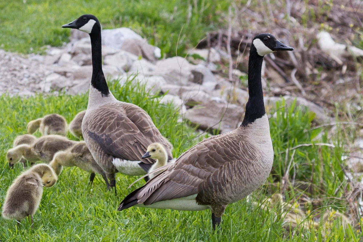 Goose | The Most Extreme Wiki | Fandom