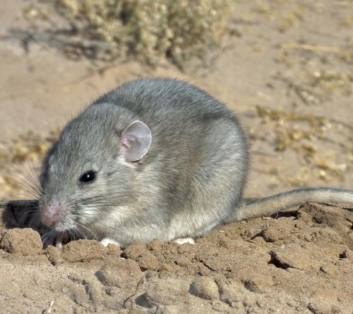 Pack Rat | The Most Extreme Wiki | Fandom