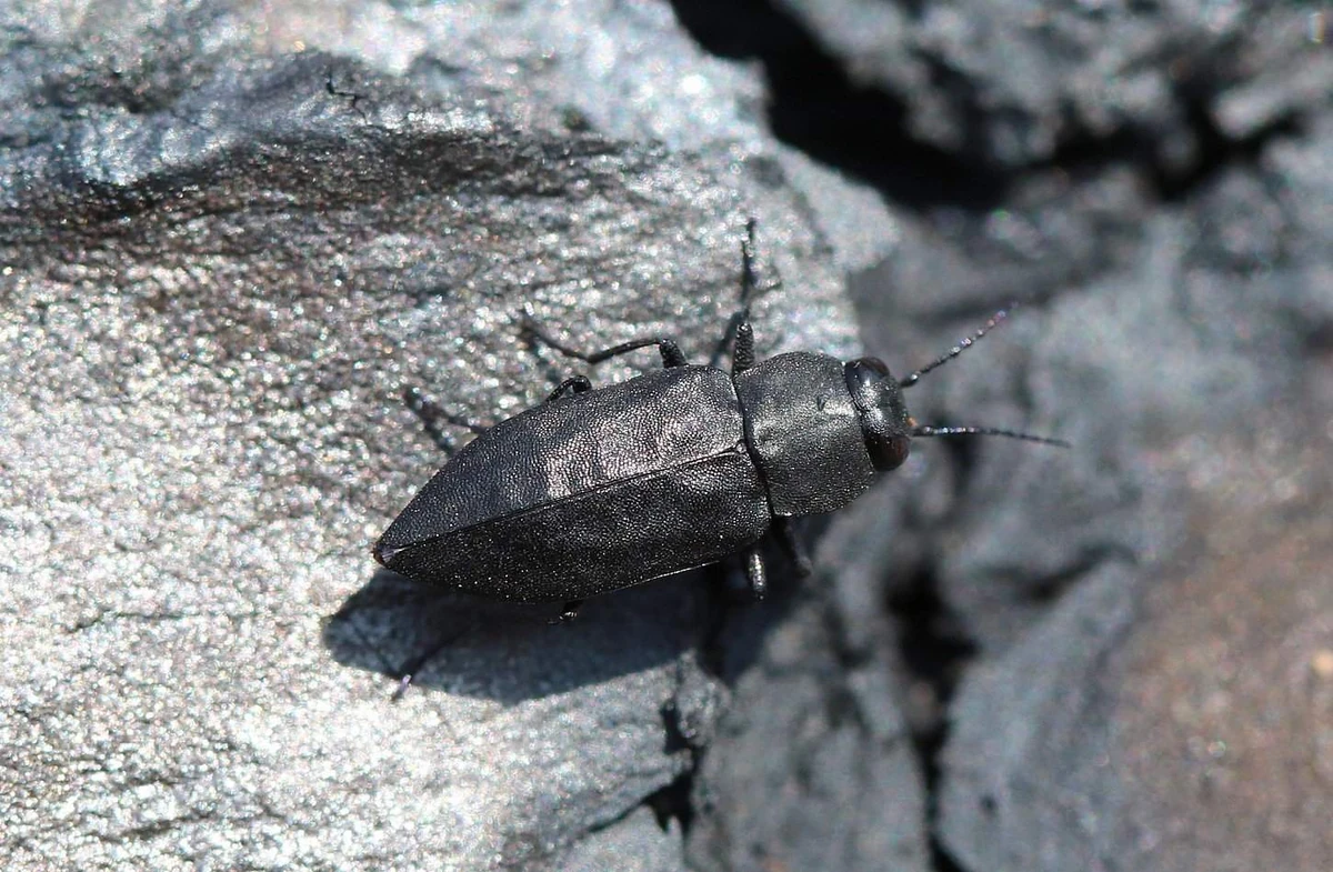 Melanophila Beetle | The Most Extreme Wiki | Fandom