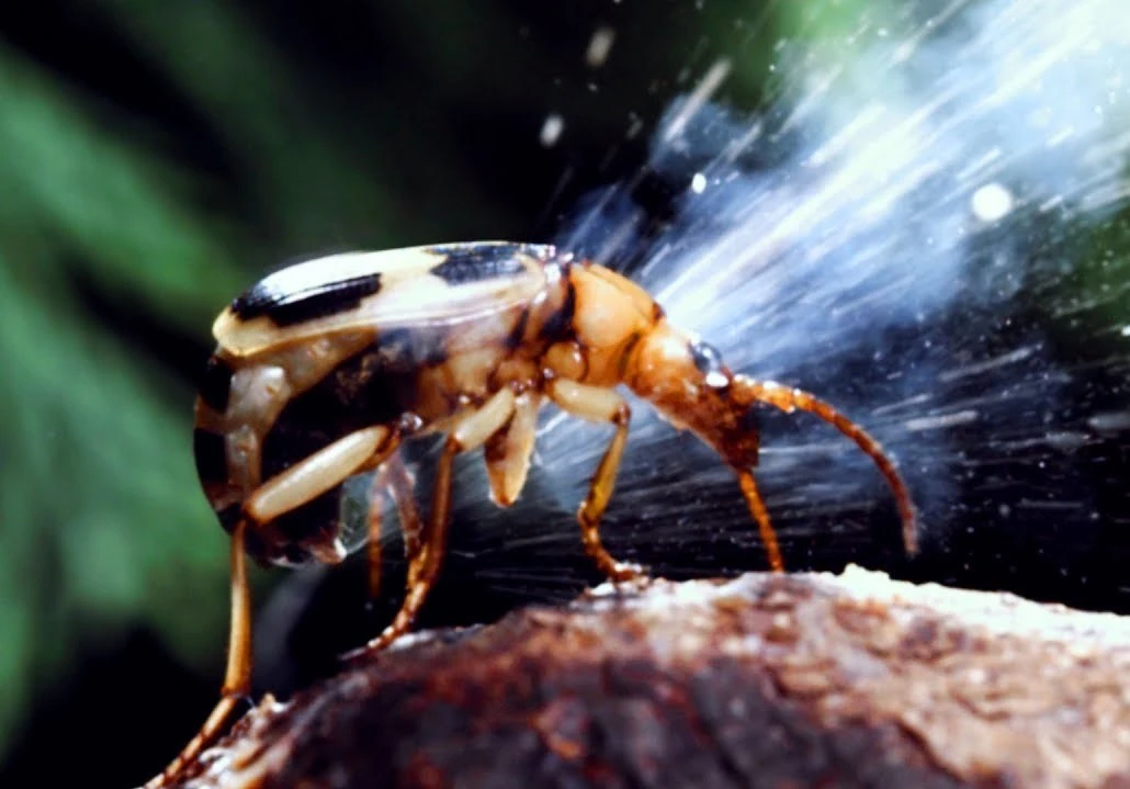 Bombardier Beetle | The Most Extreme Wiki | Fandom