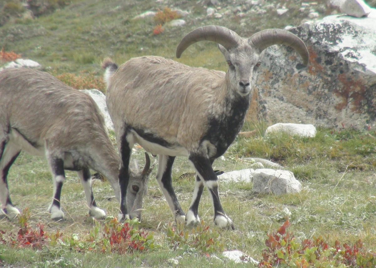 Bharal | The Most Extreme Wiki | Fandom