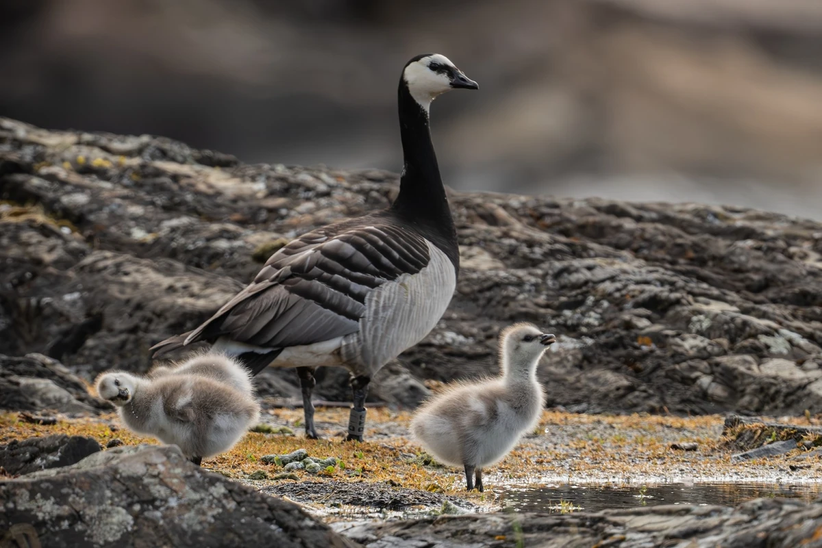 Goose | The Most Extreme Wiki | Fandom