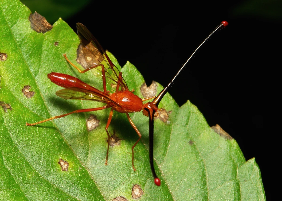 Stalk-Eyed Fly | The Most Extreme Wiki | Fandom