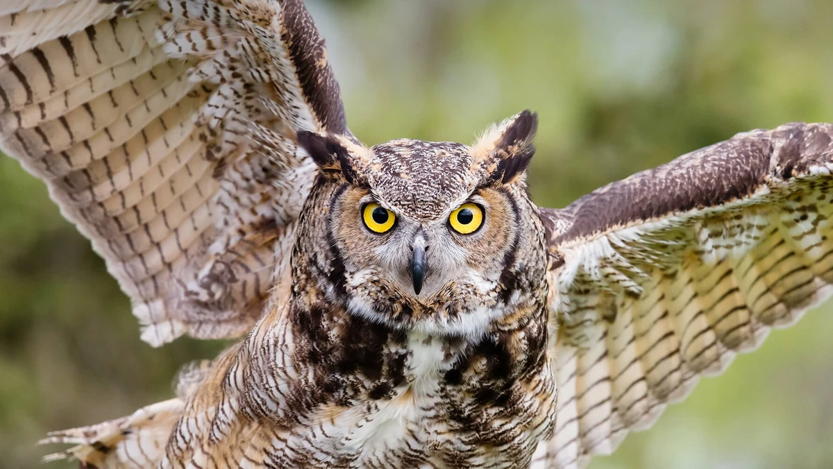 Owl | The Most Extreme Wiki | Fandom