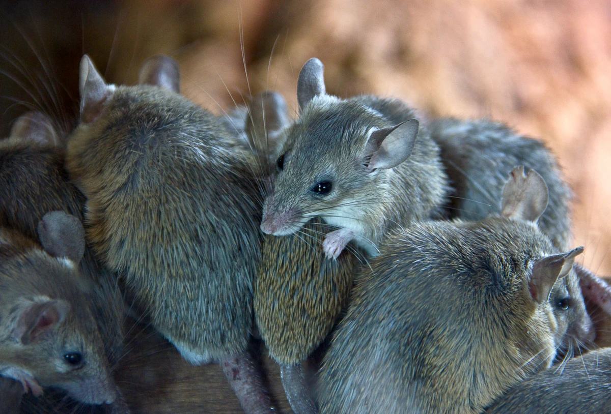 Mouse | The Most Extreme Wiki | Fandom