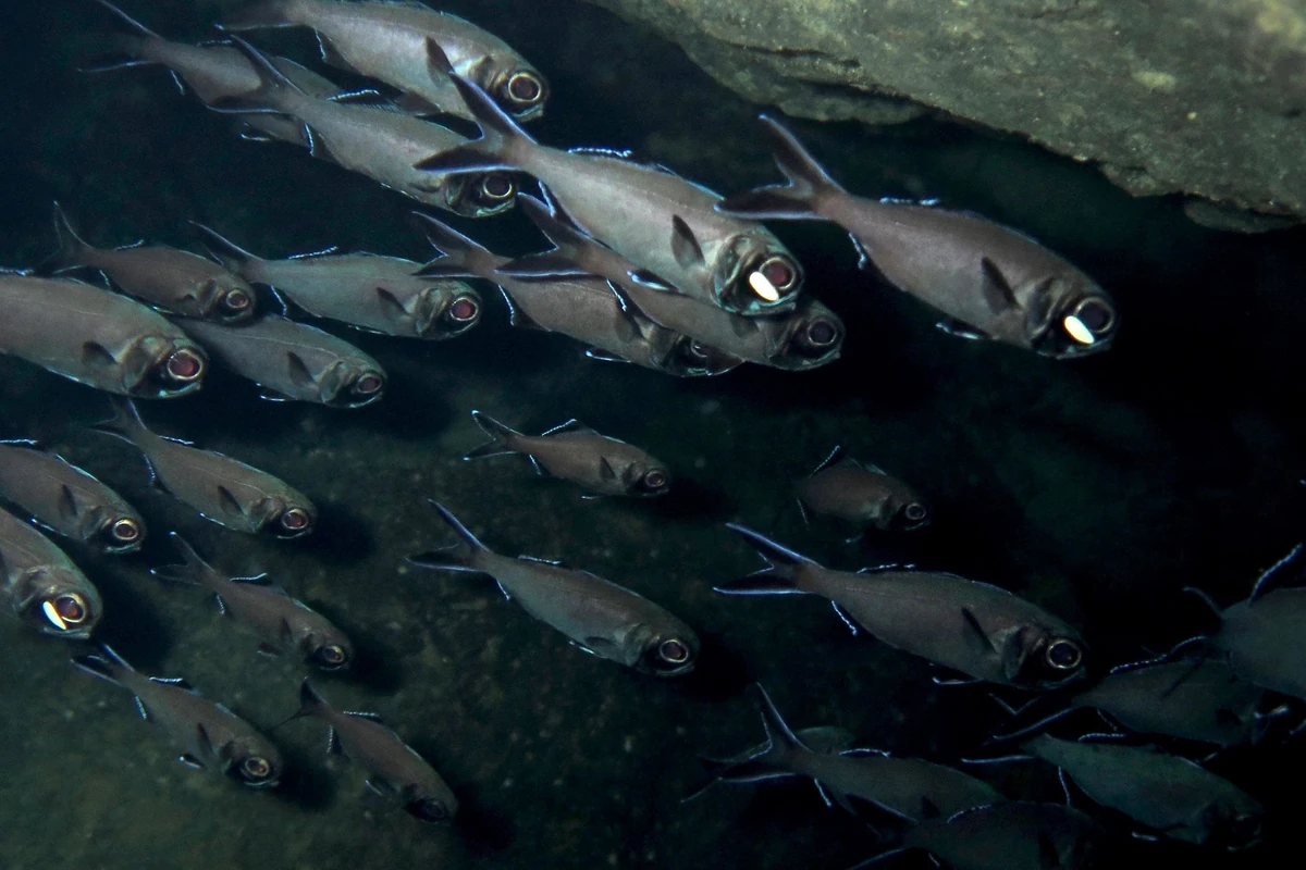 Flashlight Fish | The Most Extreme Wiki | Fandom