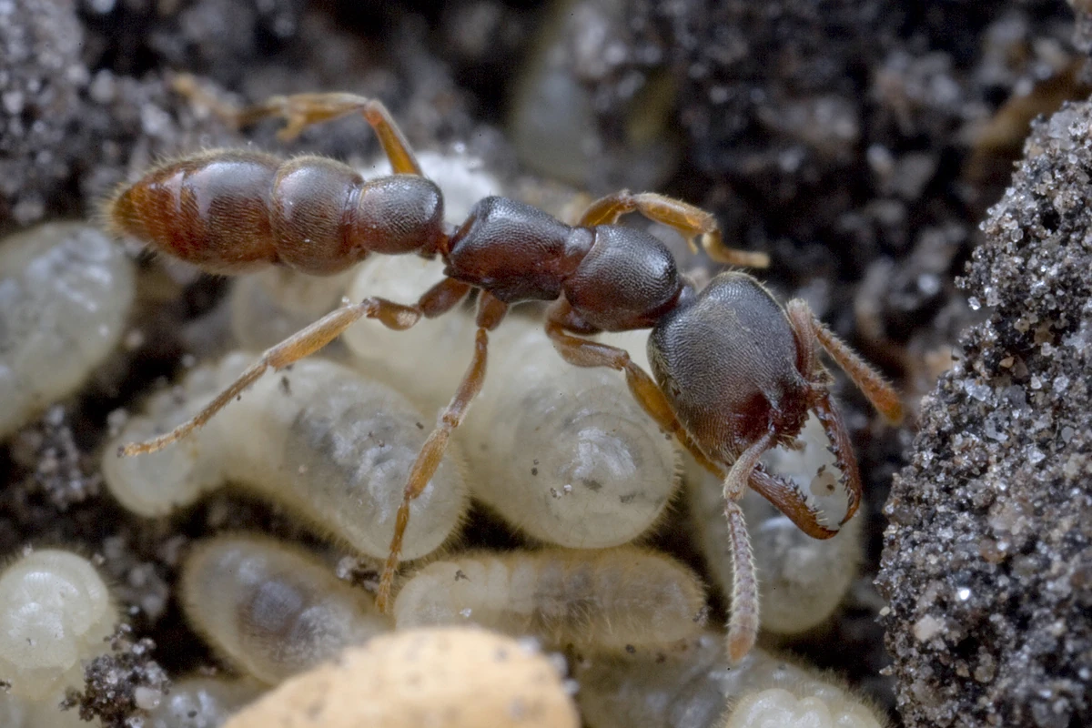 Dracula Ant | The Most Extreme Wiki | Fandom