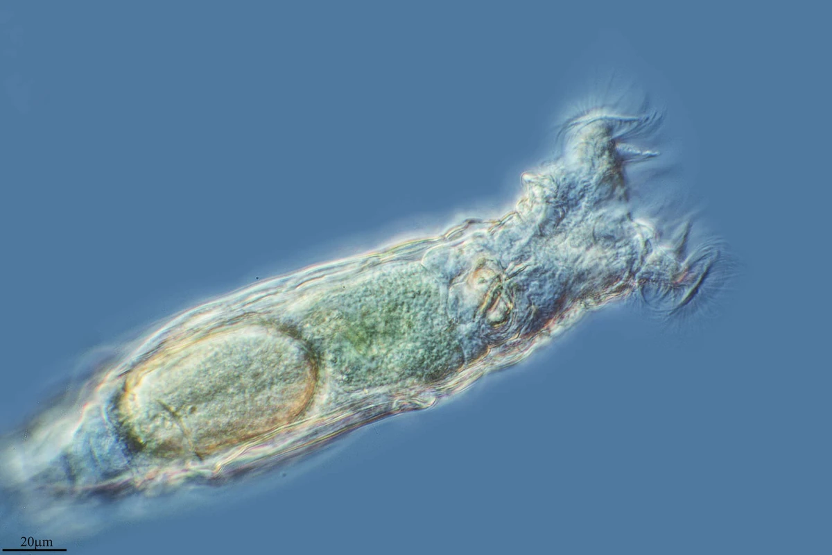 Bdelloid Rotifer | The Most Extreme Wiki | Fandom