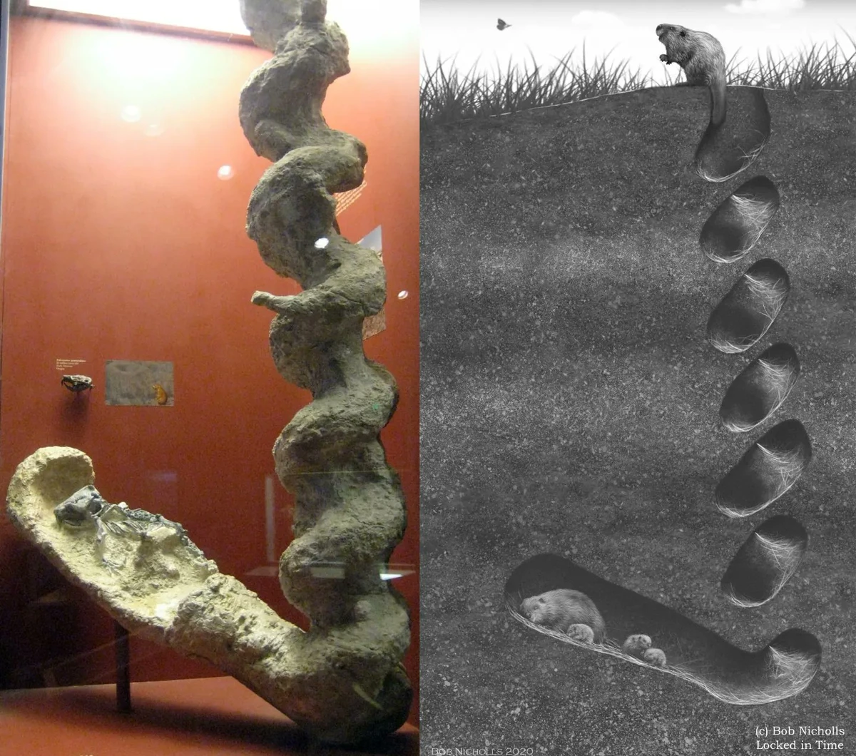 Palaeocastor | The Most Extreme Wiki | Fandom