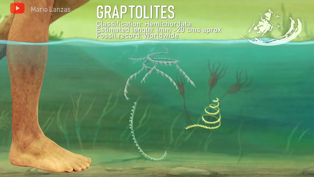 Graptolite | The Most Extreme Wiki | Fandom