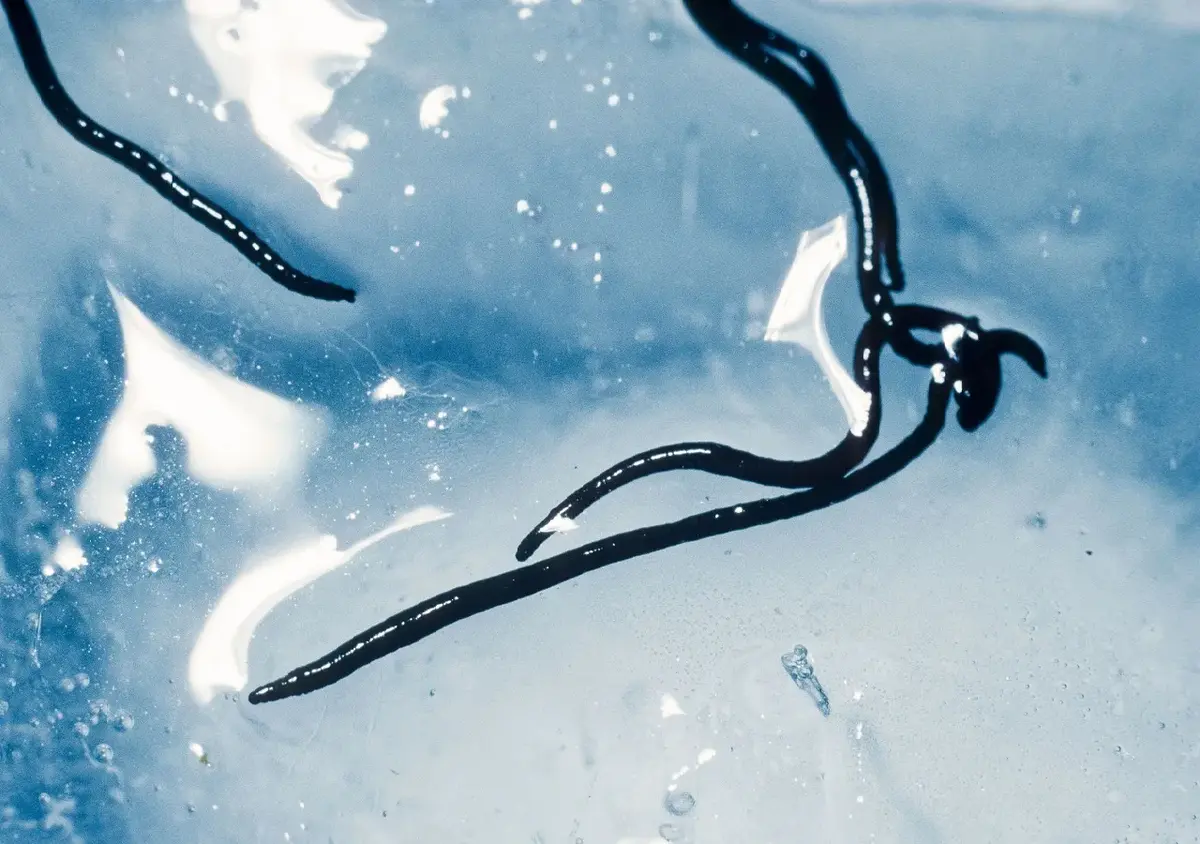 Ice Worm | The Most Extreme Wiki | Fandom