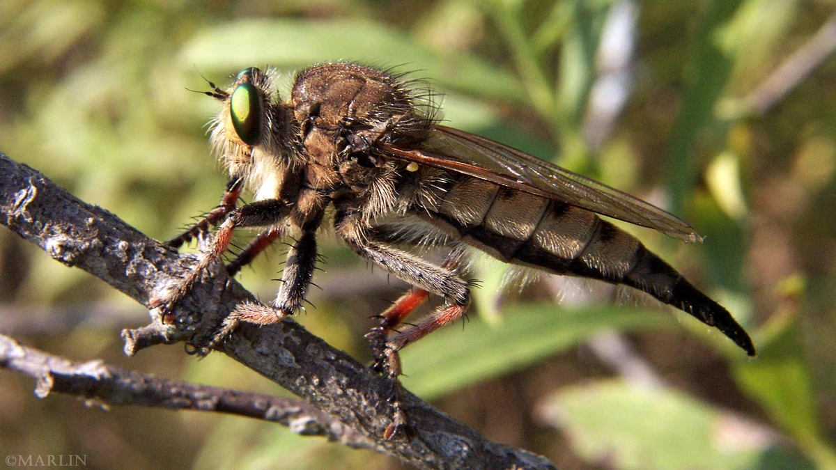 Robber Fly | The Most Extreme Wiki | Fandom