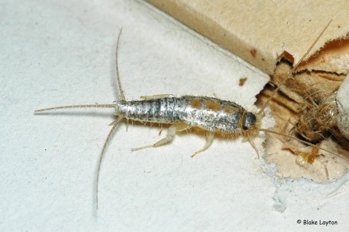 Silverfish | The Most Extreme Wiki | Fandom