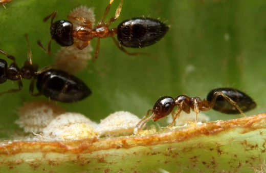 Lemon Ant | The Most Extreme Wiki | Fandom