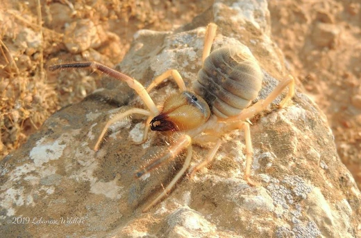 Solifugae | The Most Extreme Wiki | Fandom