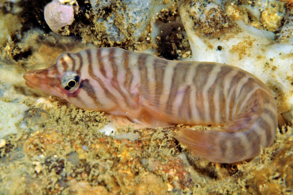 Clingfish | The Most Extreme Wiki | Fandom