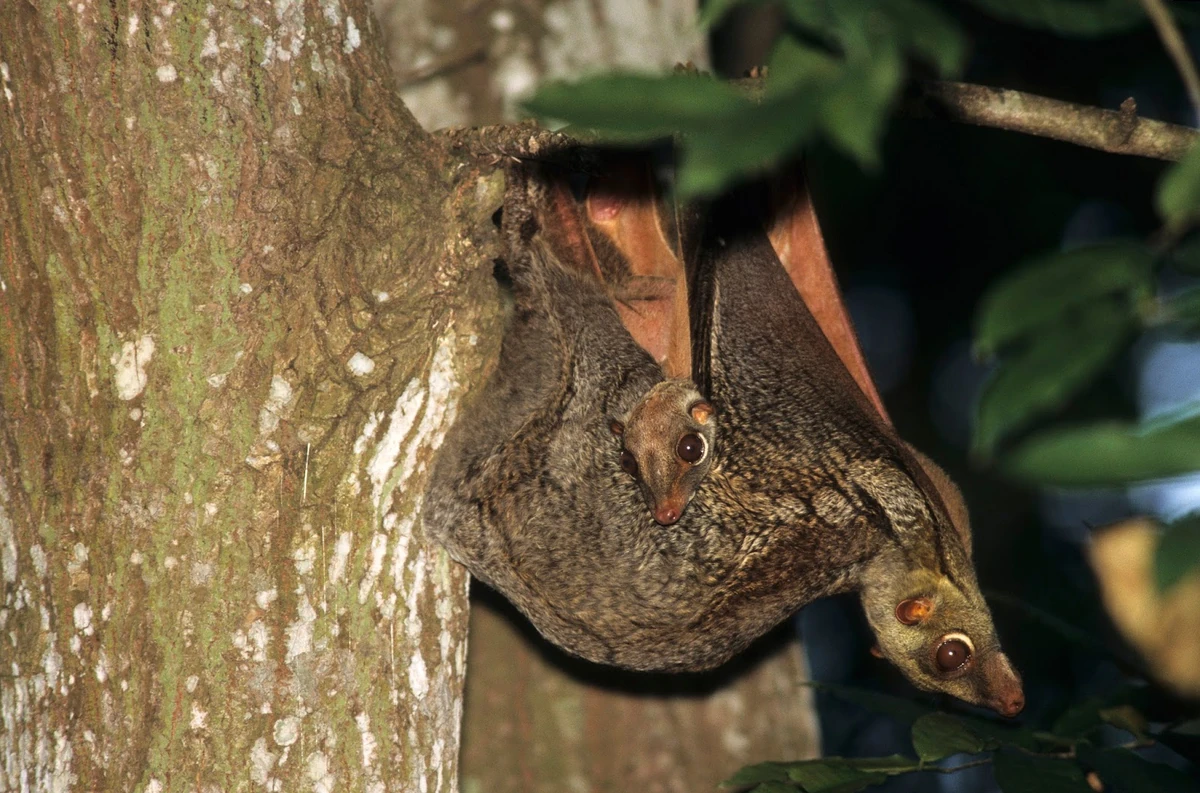 Colugo | The Most Extreme Wiki | Fandom