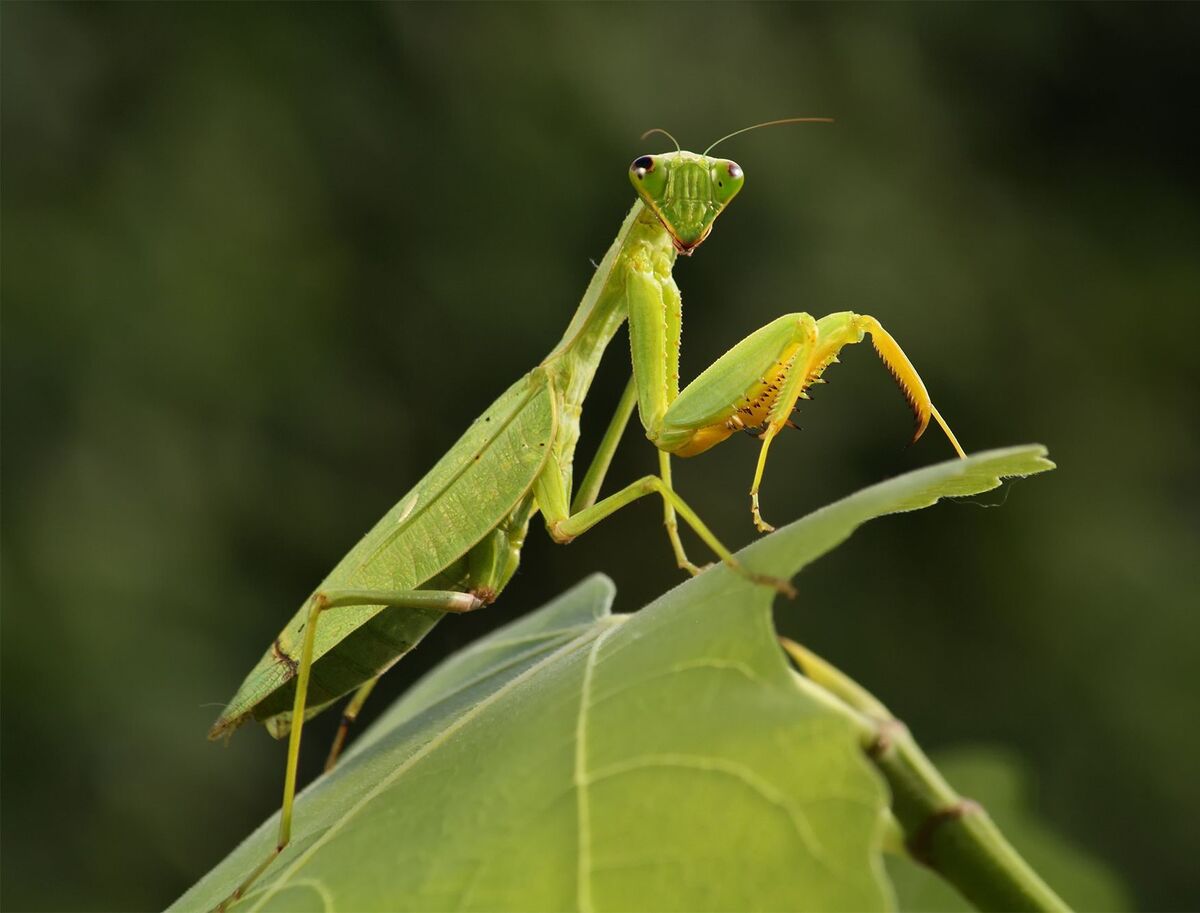 Praying Mantis | The Most Extreme Wiki | Fandom Praying Mantis | The Most Extreme Wiki | Fandom